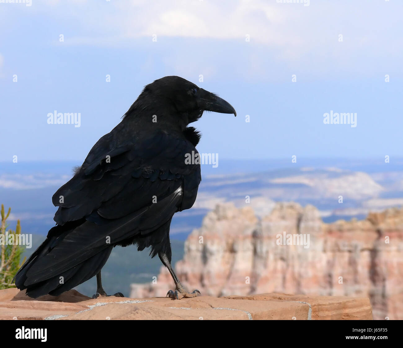 Banggai crow hi-res stock photography and images - Alamy