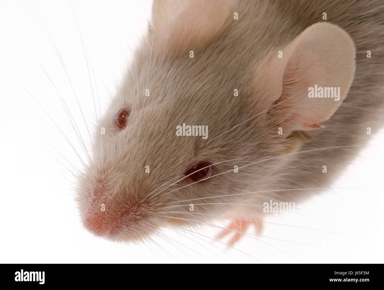 closeup light brown rodent nose mouse muzzle cute apart extra insulated ...