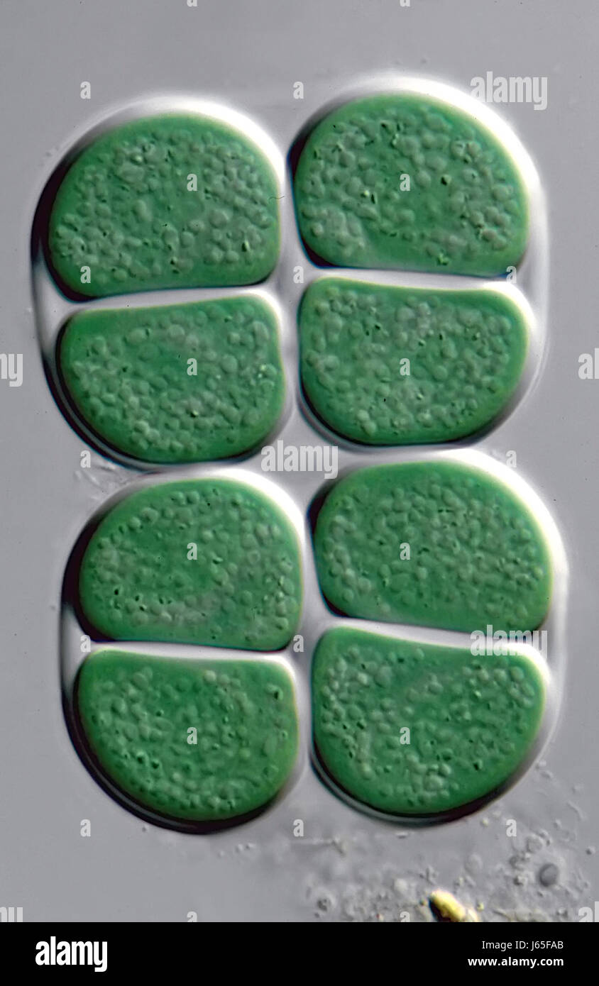 Cyanobacteria microscope hi-res stock photography and images - Alamy