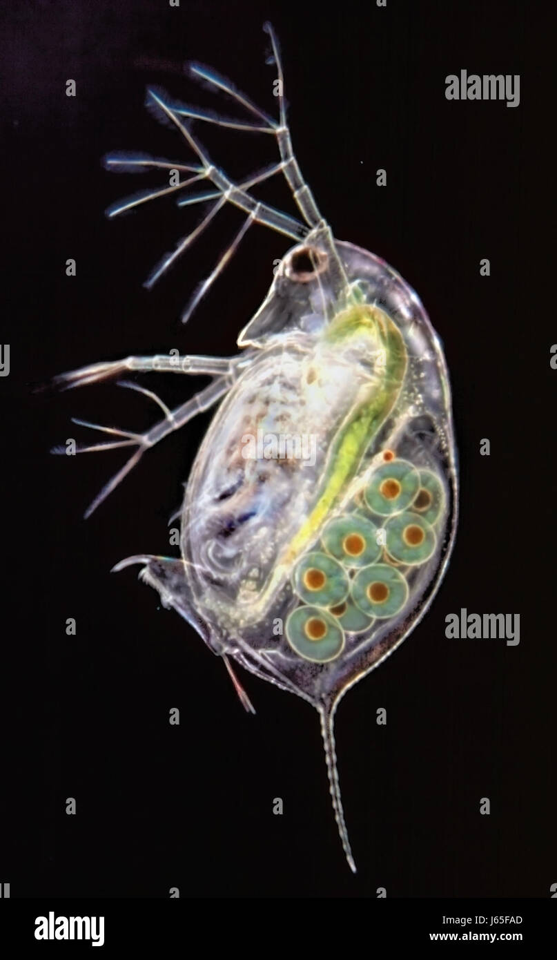 aquarium plankton flea water food aliment aquarium fish plankton flea ...