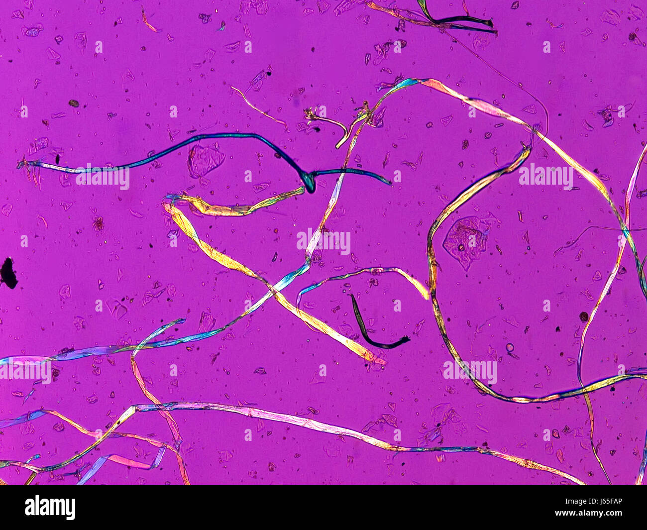 Microscopic Fibres High Resolution Stock Photography and Images - Alamy