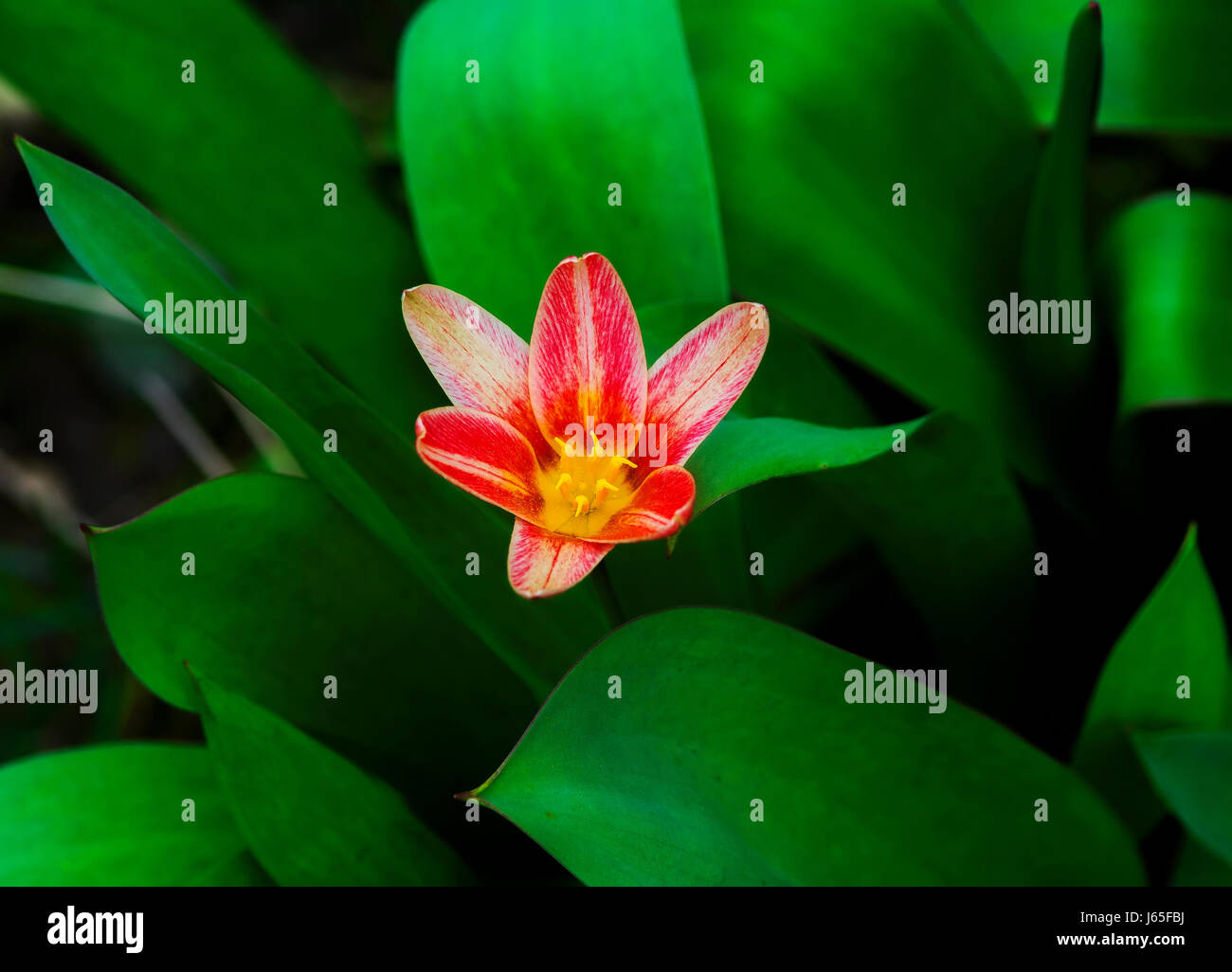 Red and yellow flowering garden plant hi-res stock photography and ...