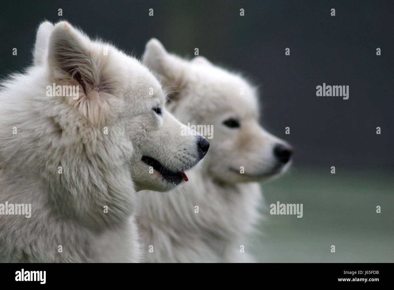 dog side view side pet mouth face portrait eye organ eyes ears skin dog ...