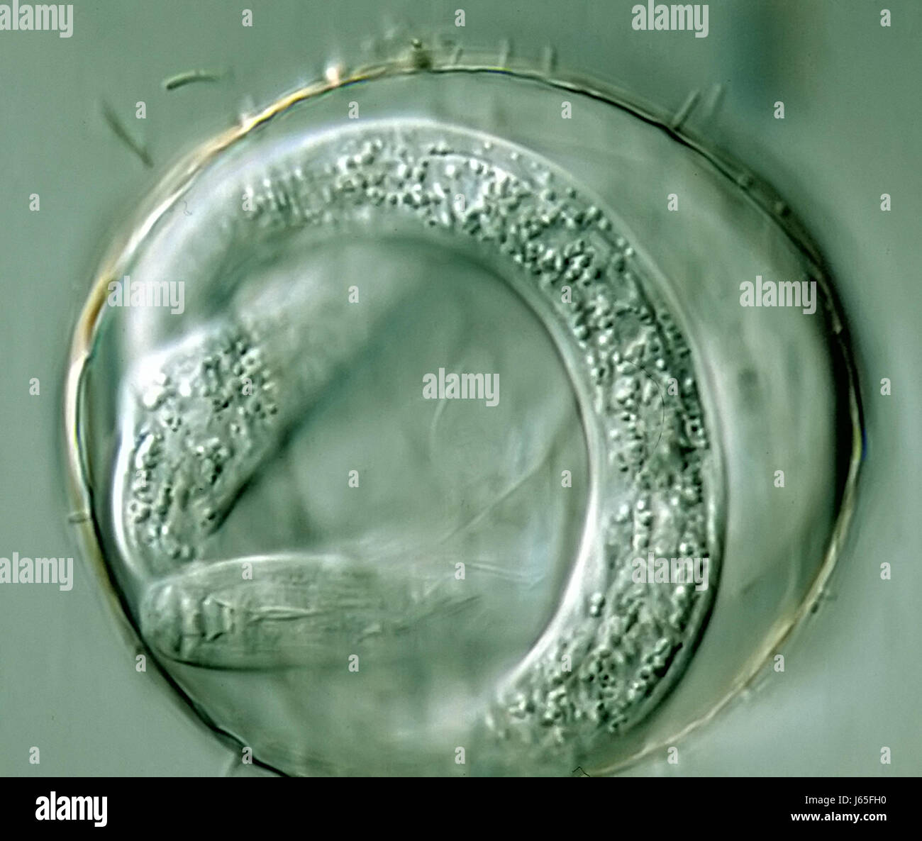 egg rgeneration spineless egg evolution rgeneration organism photo ...