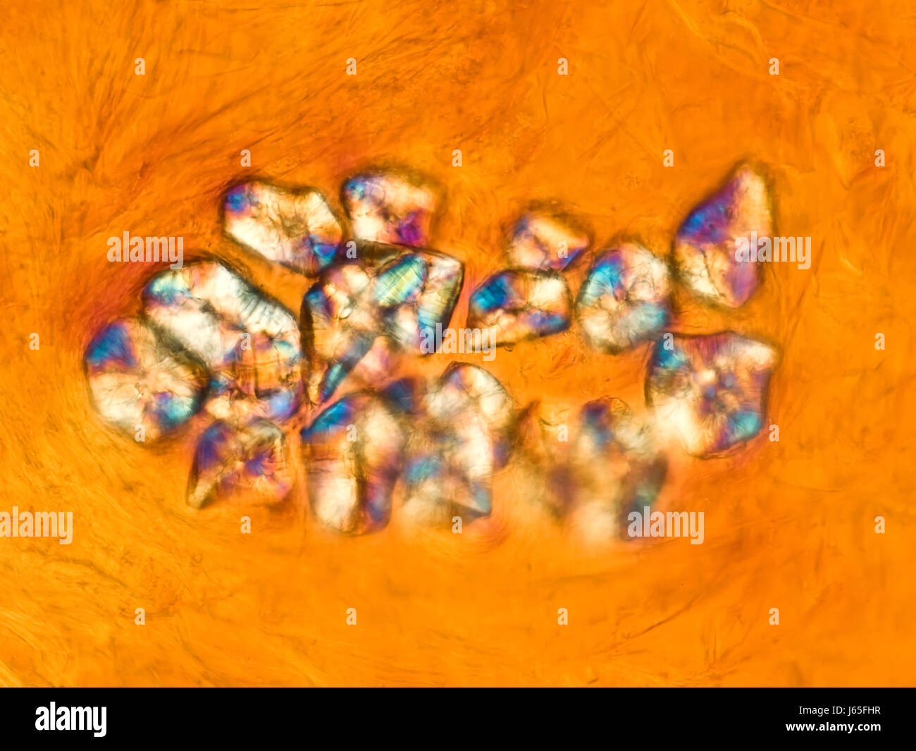 pear bulb pulp microscope pear bulb pulp microscope polarization peach ...