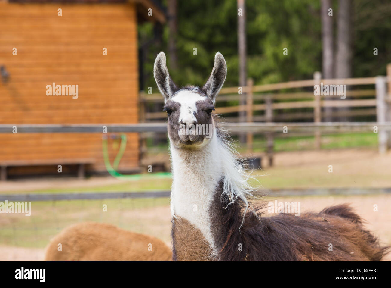 Llama relax in spring sunny day. Capture in Latvia Stock Photo - Alamy