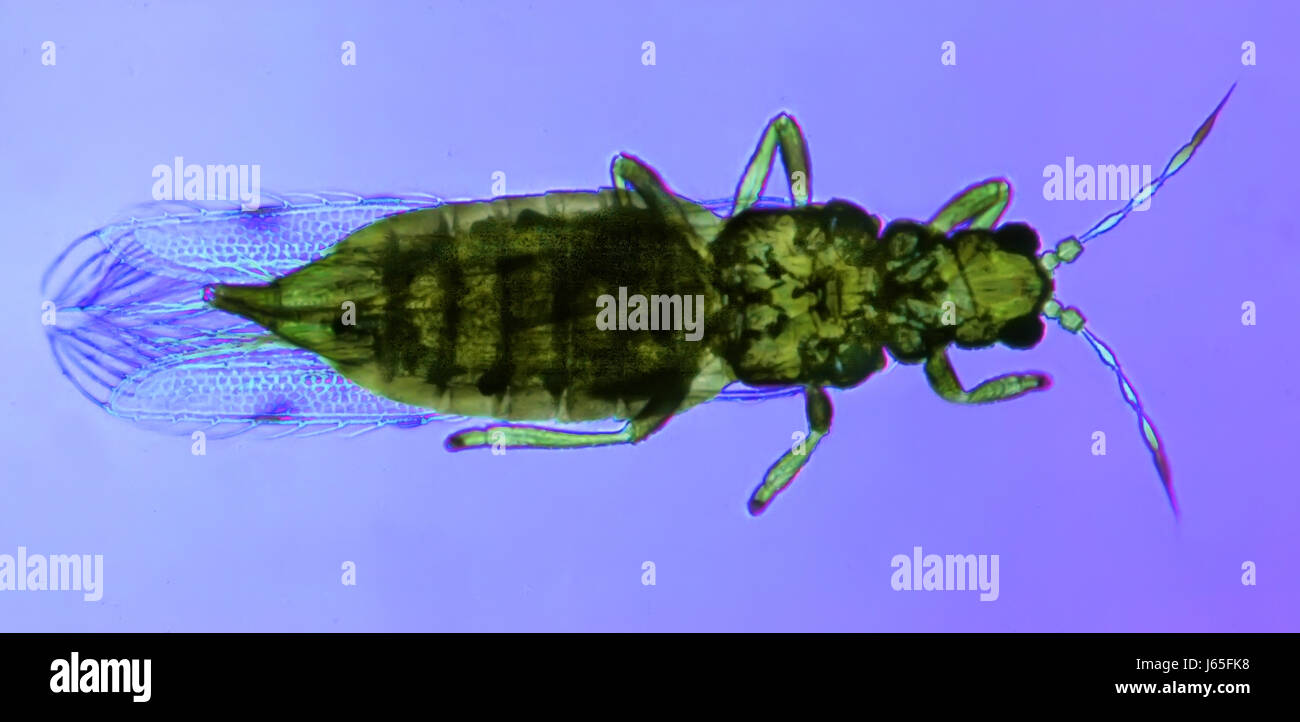 Gewittertierchen hi-res stock photography and images - Alamy