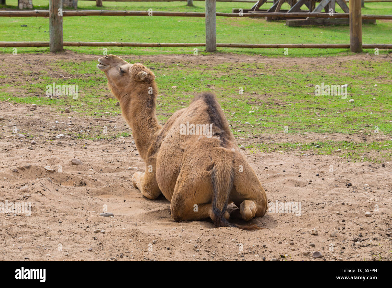 Camel relax in spring sunshine day. Capture in Latvia Stock Photo - Alamy