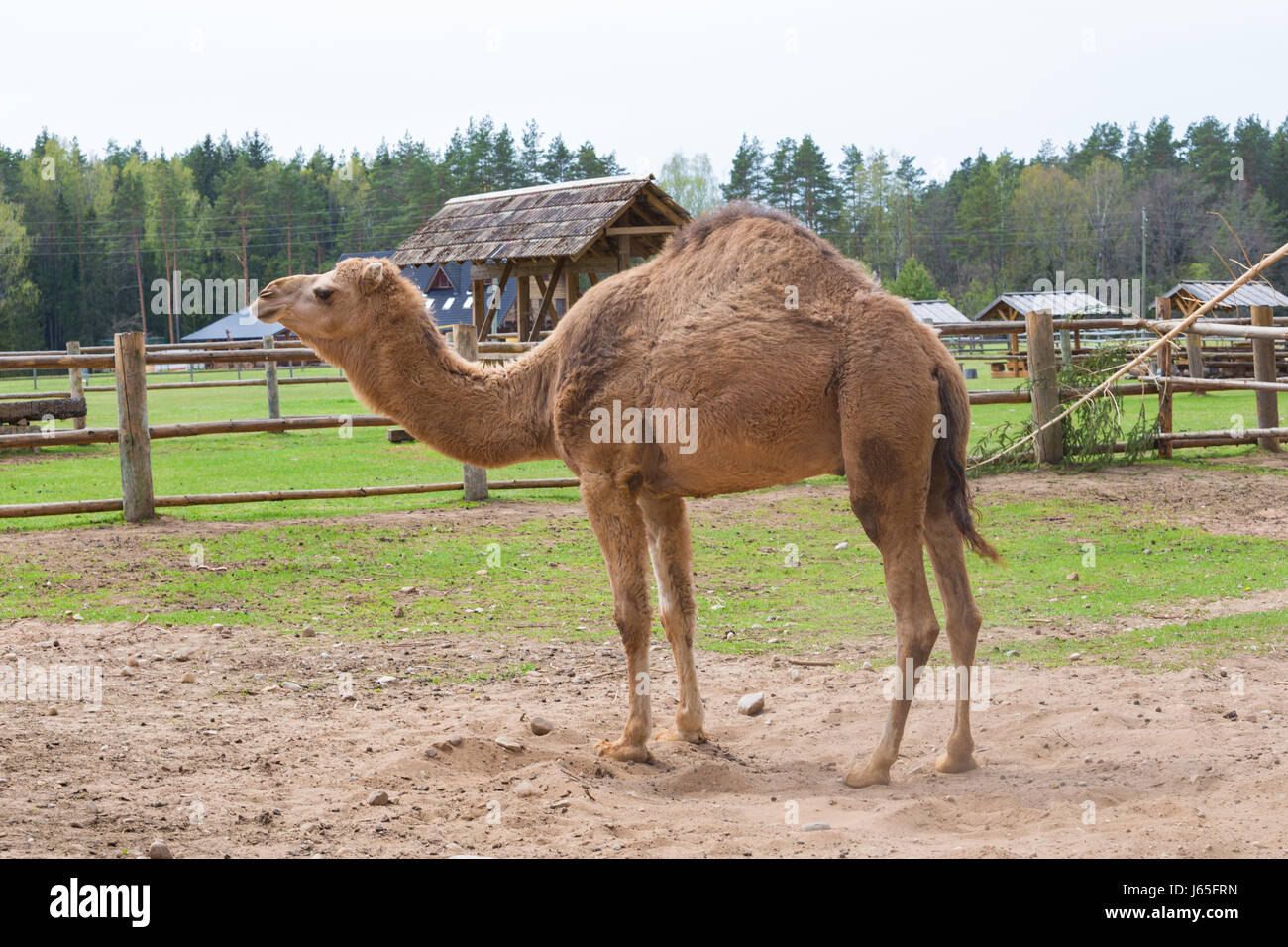 Camel relax in spring sunshine day. Capture in Latvia Stock Photo - Alamy