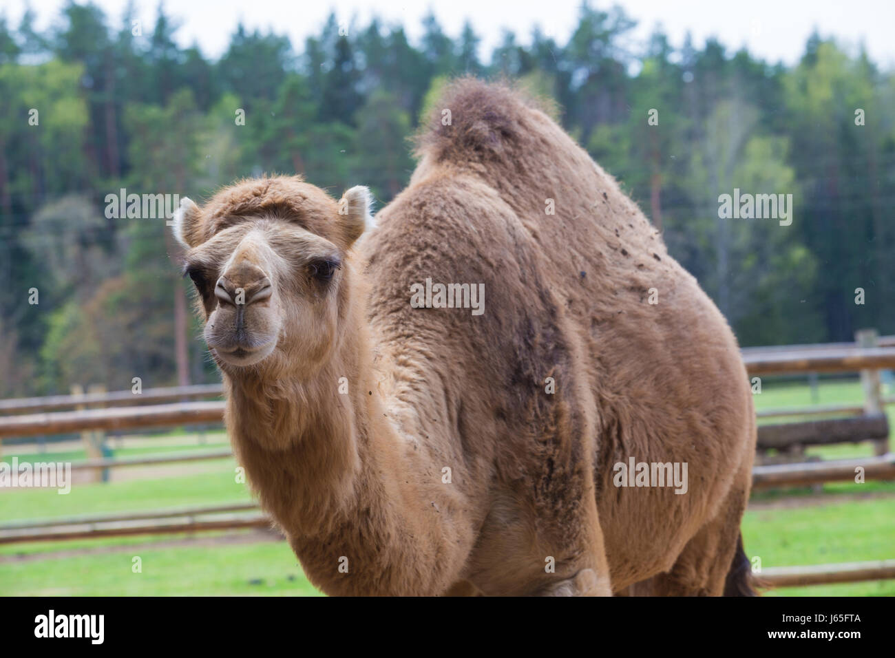 Camel relax in spring sunshine day. Capture in Latvia Stock Photo - Alamy