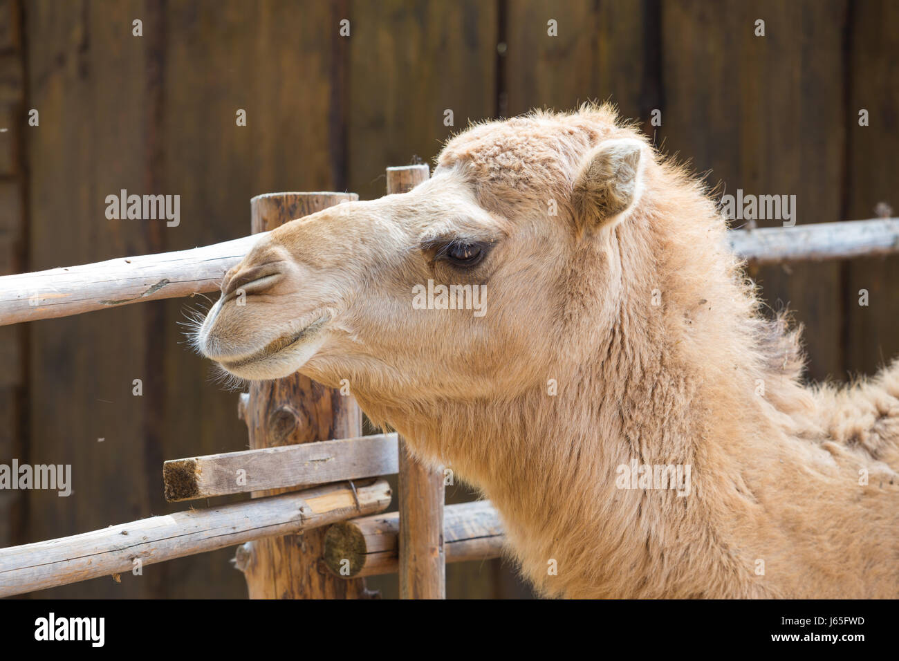 Camel relax in spring sunshine day. Capture in Latvia Stock Photo - Alamy