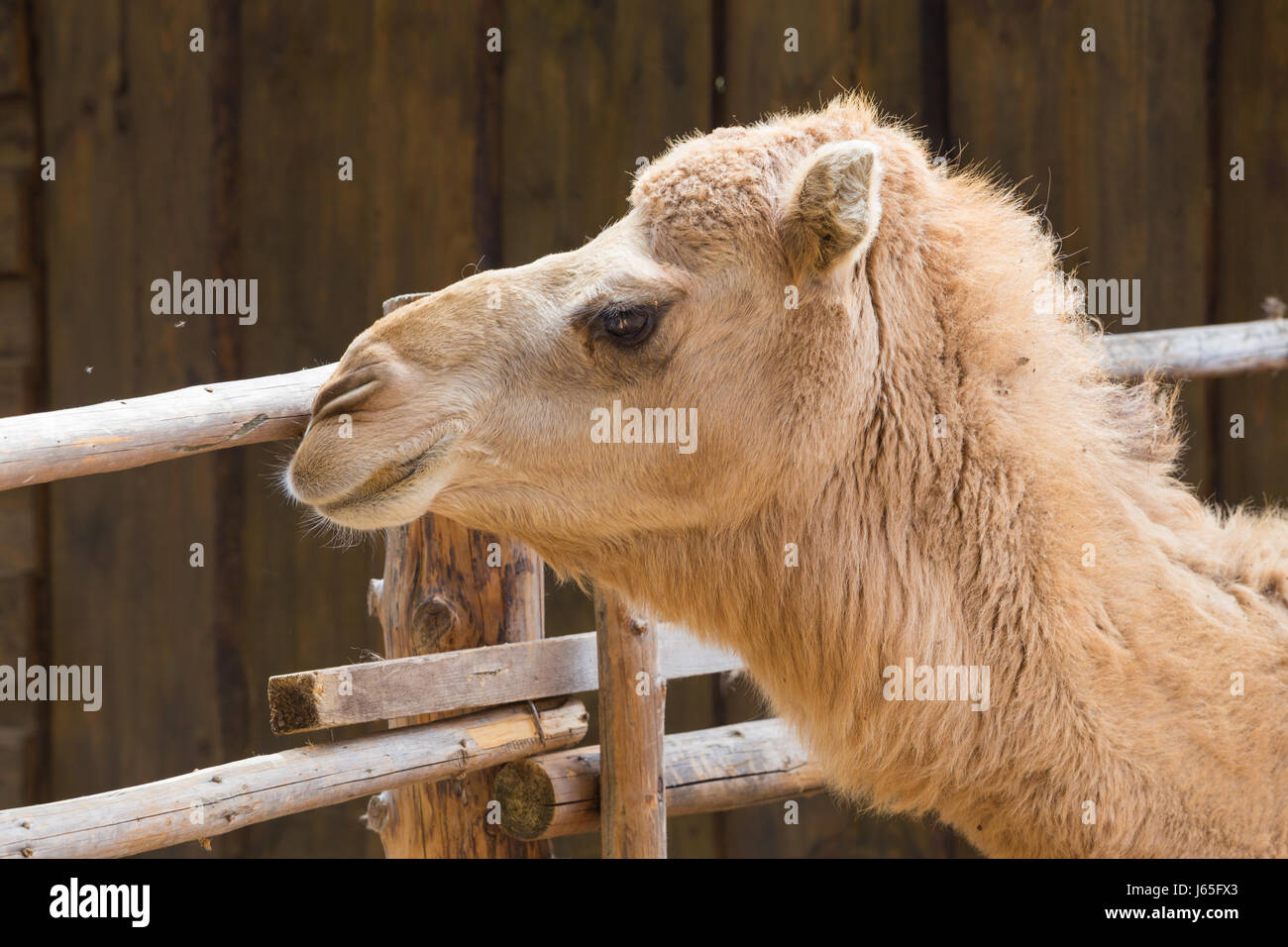 Camel relax in spring sunshine day. Capture in Latvia Stock Photo - Alamy