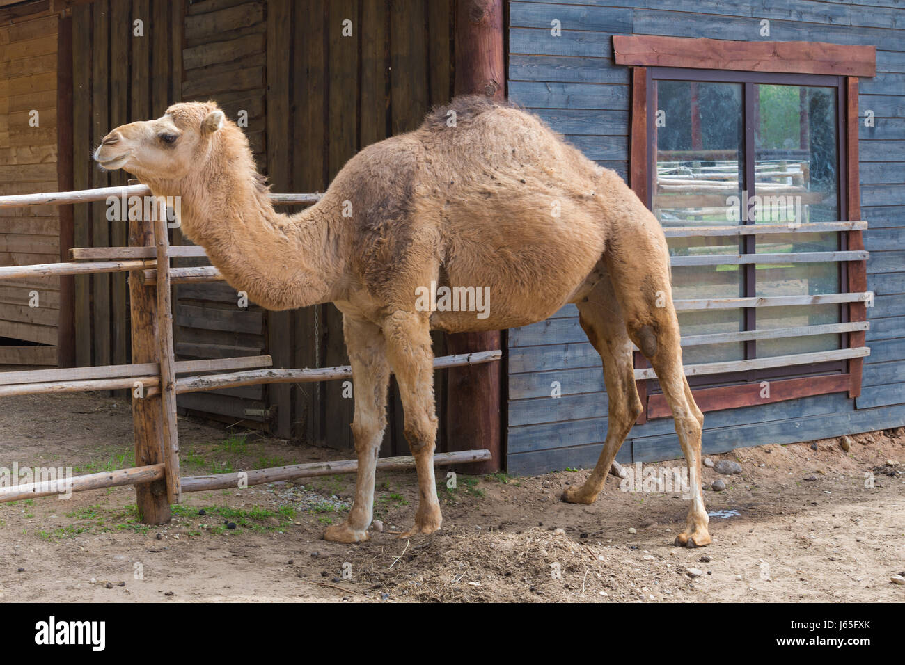 Camel relax in spring sunshine day. Capture in Latvia Stock Photo - Alamy