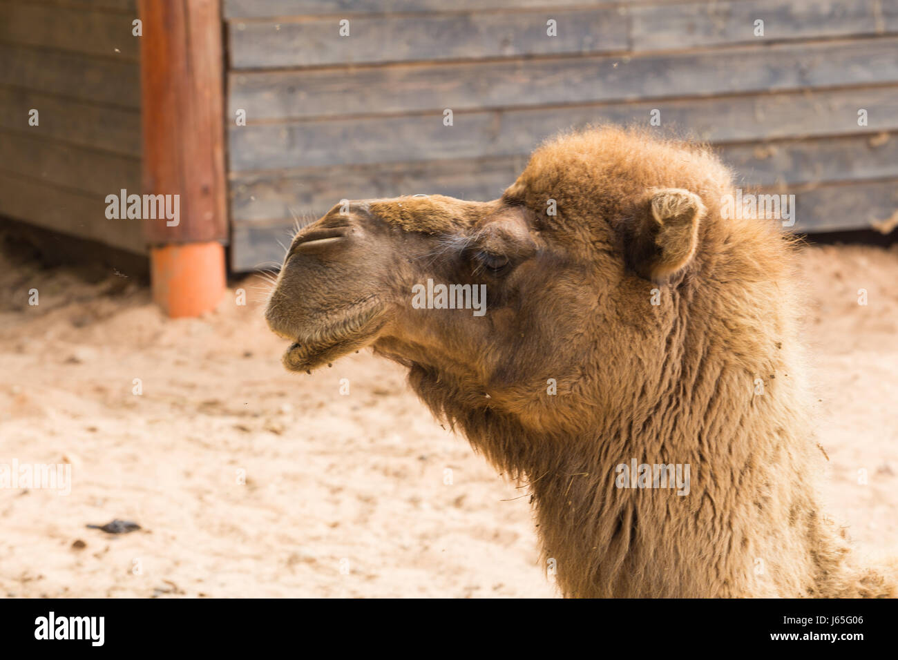 Camel relax in spring sunshine day. Capture in Latvia Stock Photo - Alamy