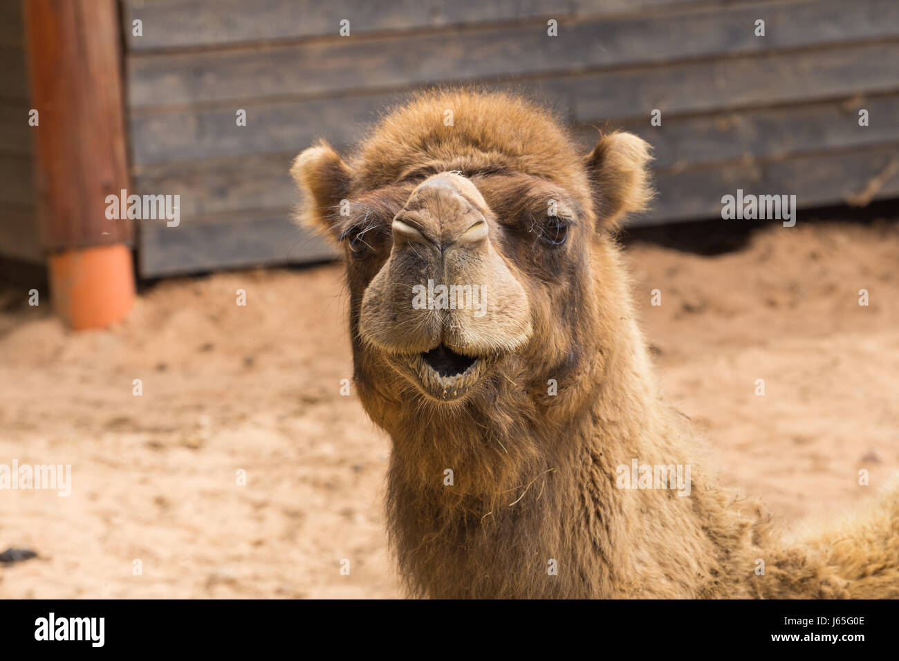 Camel relax in spring sunshine day. Capture in Latvia Stock Photo - Alamy