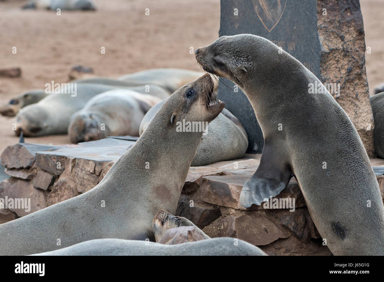 Namibia, Cape Cross: Otarie orsine (Arctocephalus pusillus), Brown Fur ...