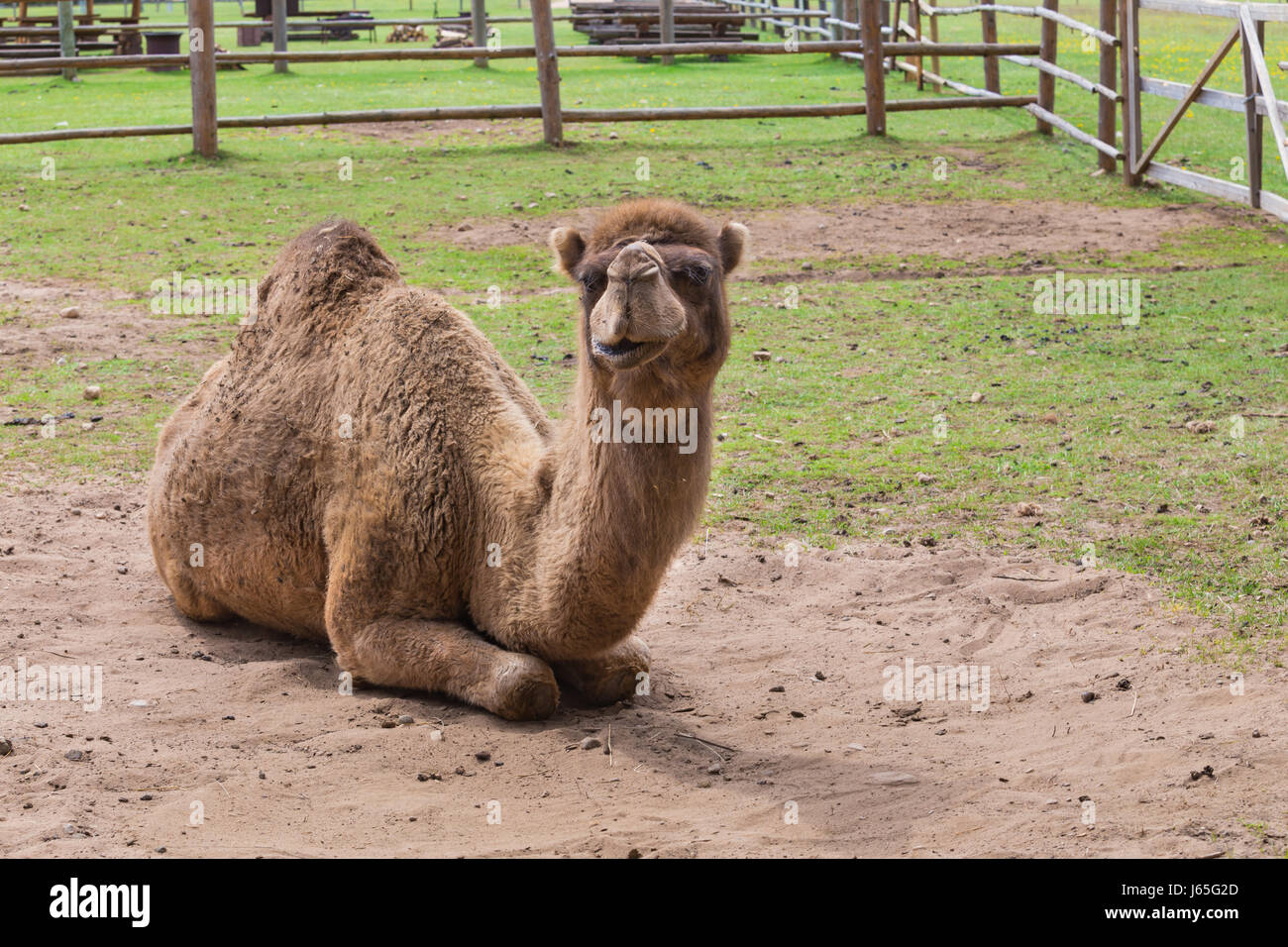 Camel relax in spring sunshine day. Capture in Latvia Stock Photo - Alamy
