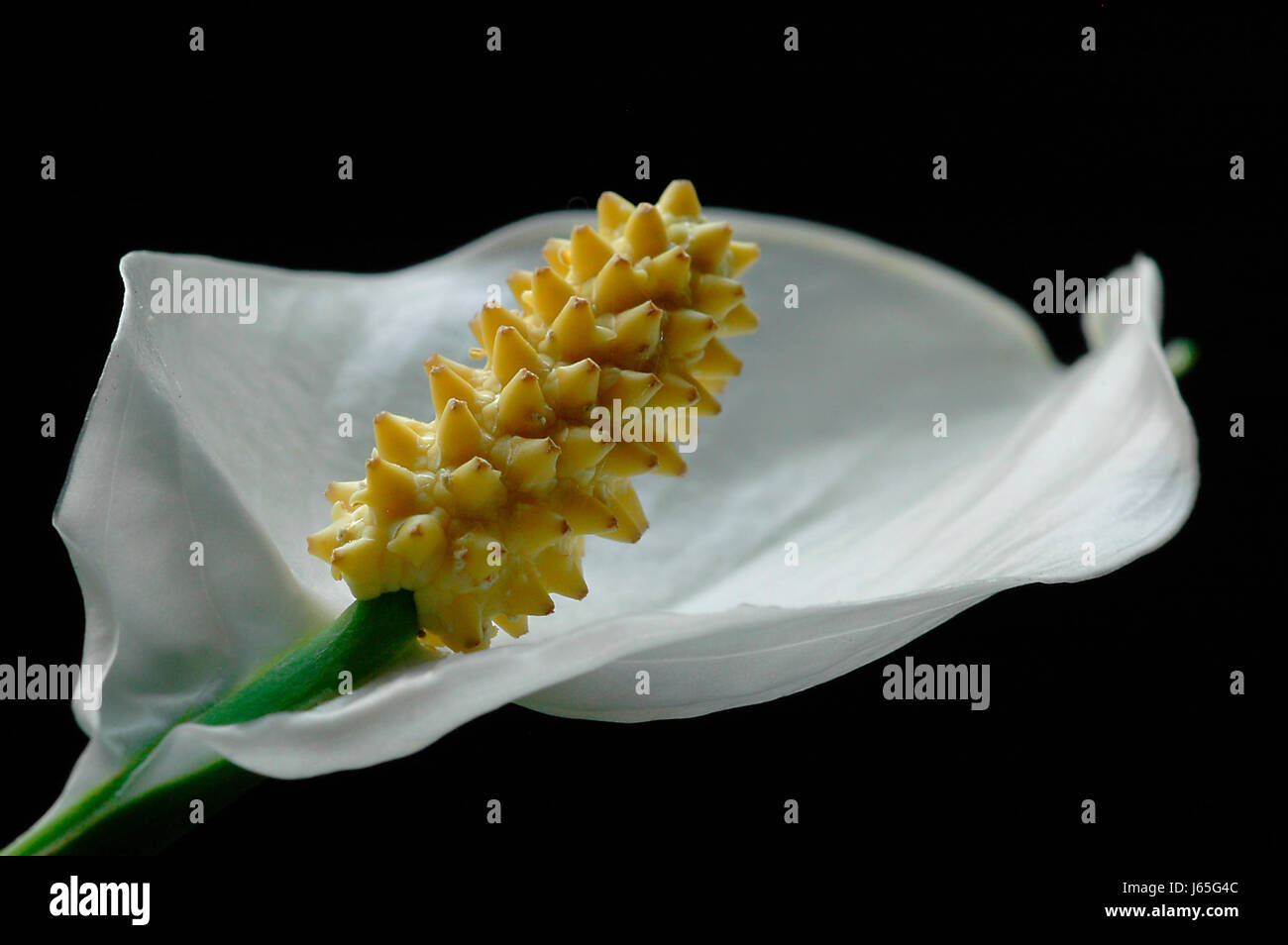 stalk stem indoor plant pale bright pure white snow white flower orchid ...