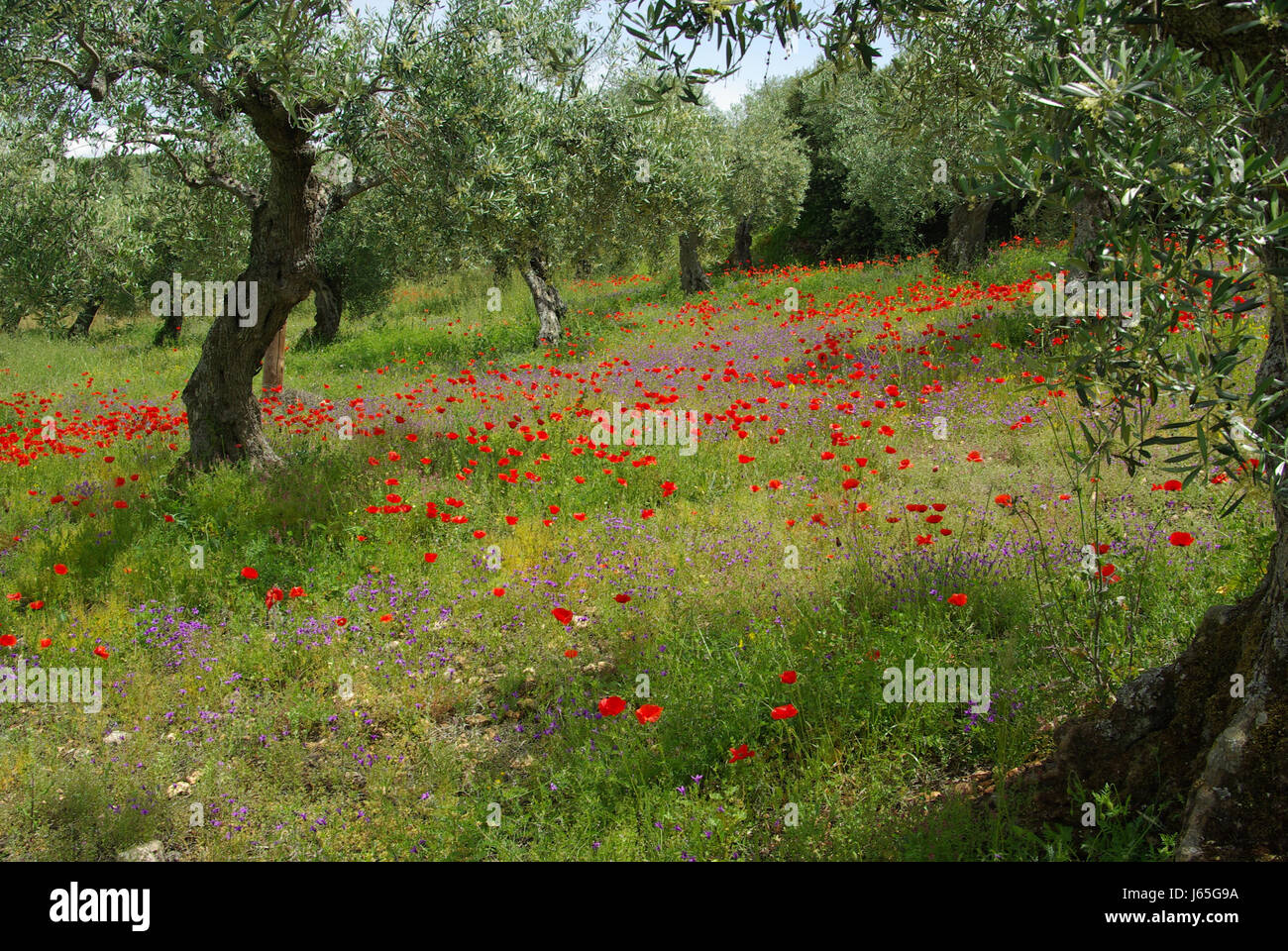 poppies under olive tree - poppy and olive tree 12 Stock Photo - Alamy