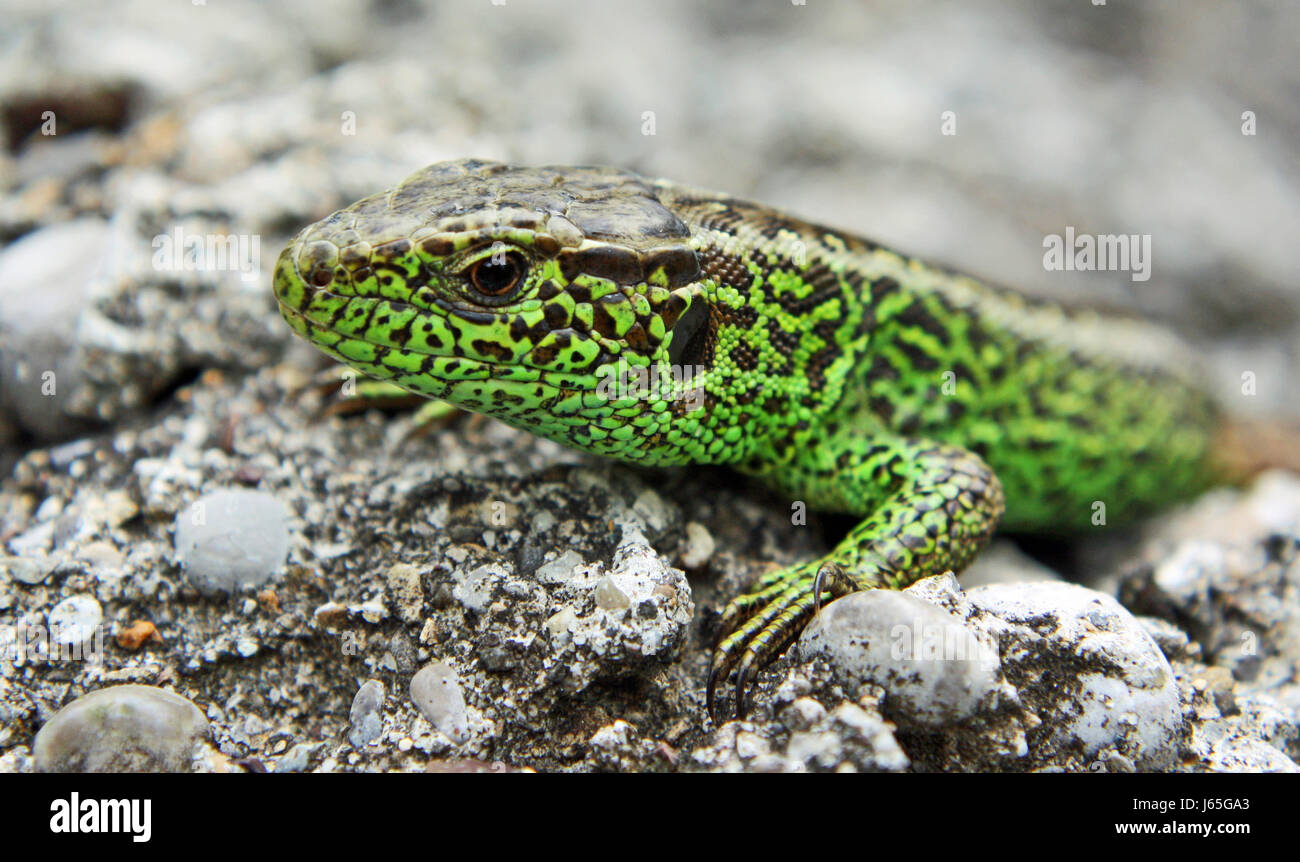 stone reptiles green reptiles male critters mating season heat warmth ...