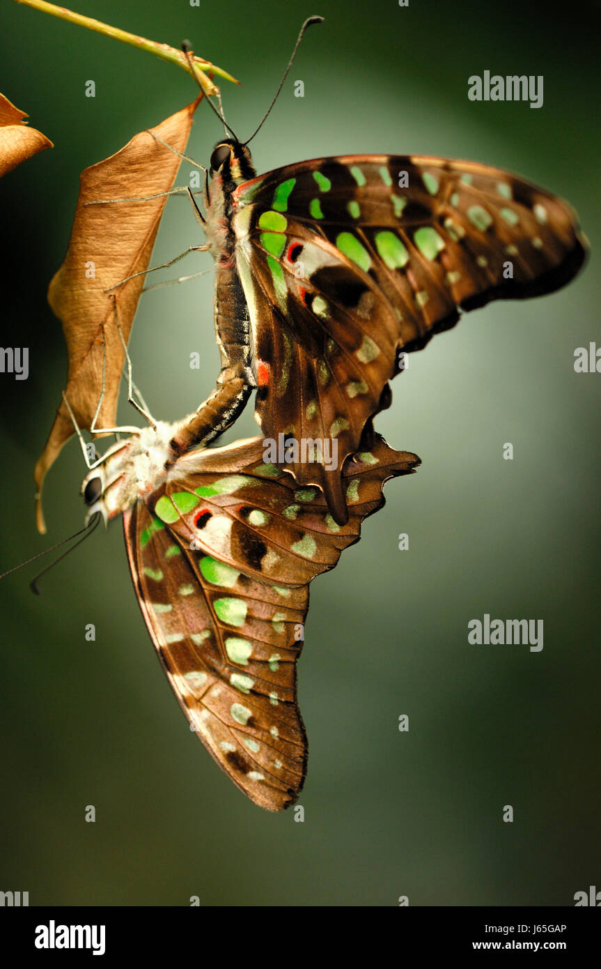 butterfly butterflies mating mate animal insect insects green fauna ...