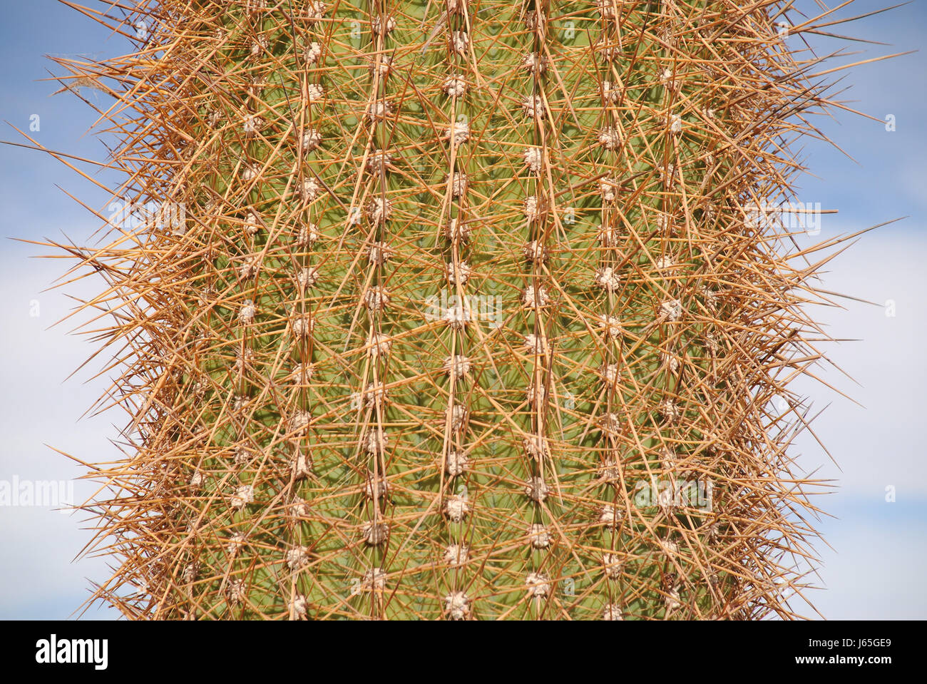 Riesenkaktus hi-res stock photography and images - Alamy