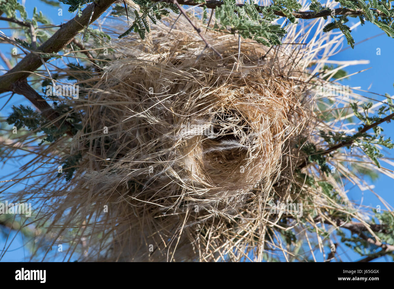 African birds nests hi-res stock photography and images - Alamy
