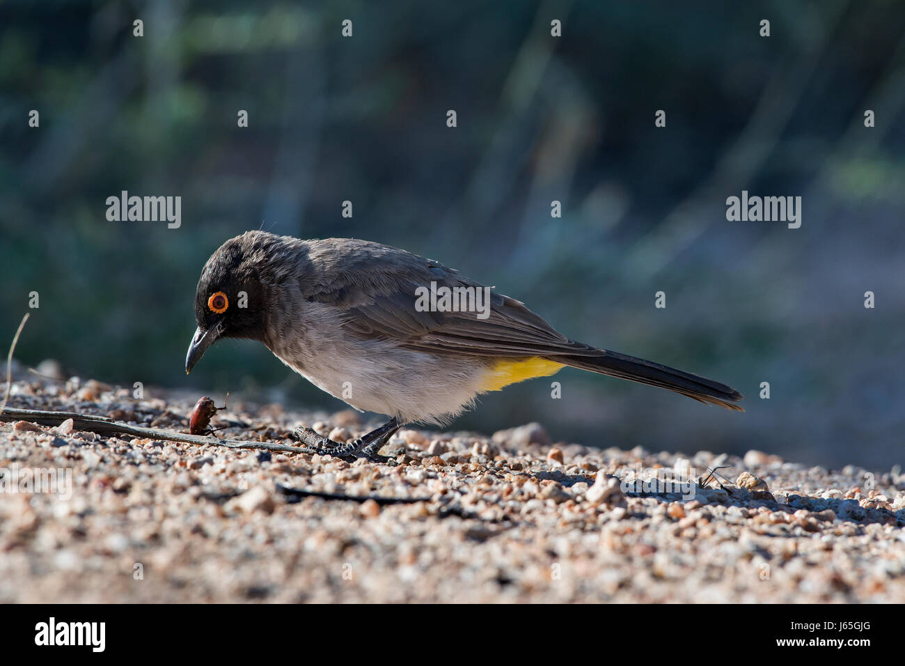 Bulbul occhirossi (Pycnonotus nigricans), African Red-eyed Bulbul Stock ...