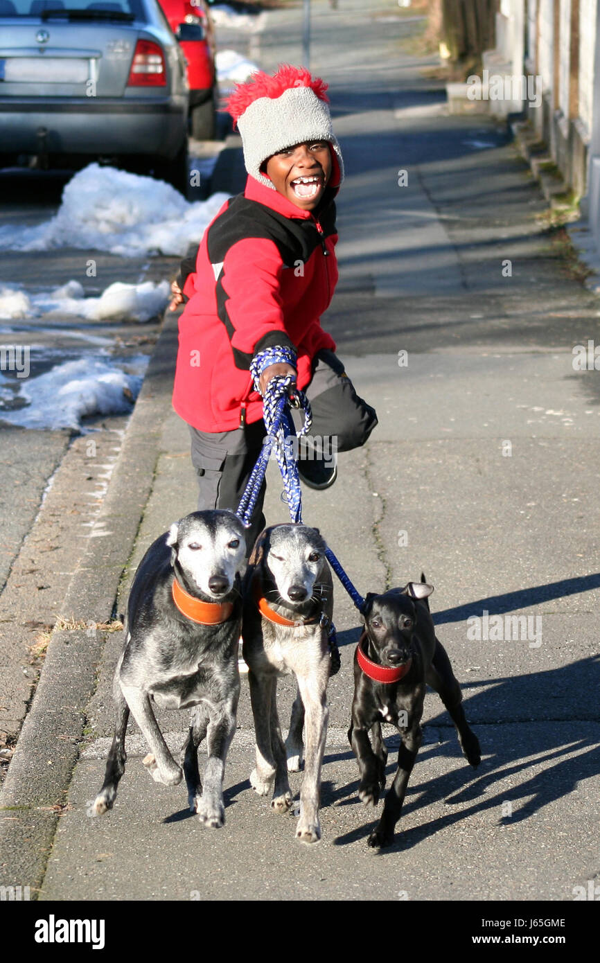 Black greyhound hi-res stock photography and images - Alamy