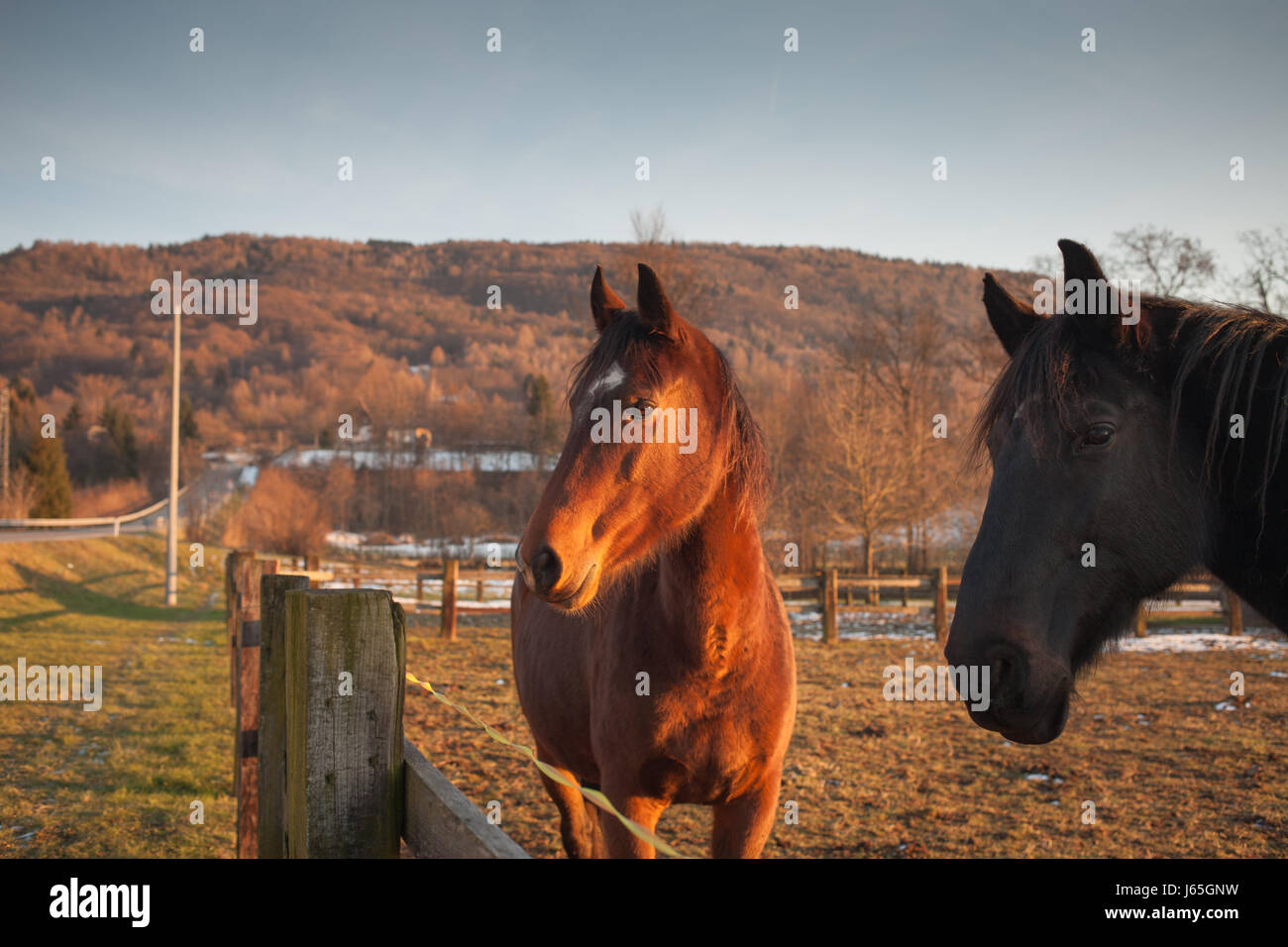 Beautiful horses grazing at sunset with country landscape Stock Photo - Alamy
