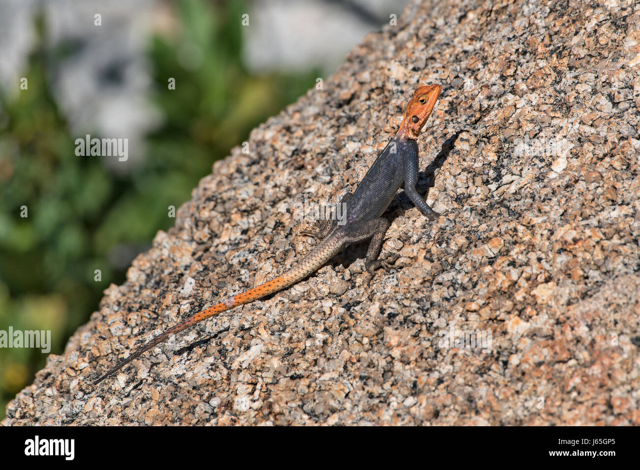 Namibia, Agama delle rocce (Agama planiceps). Namibia, Namibian Rock ...