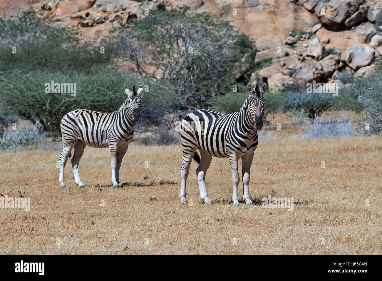 Zebre di montagna (Equus zebra), Mountain Zebras Stock Photo - Alamy