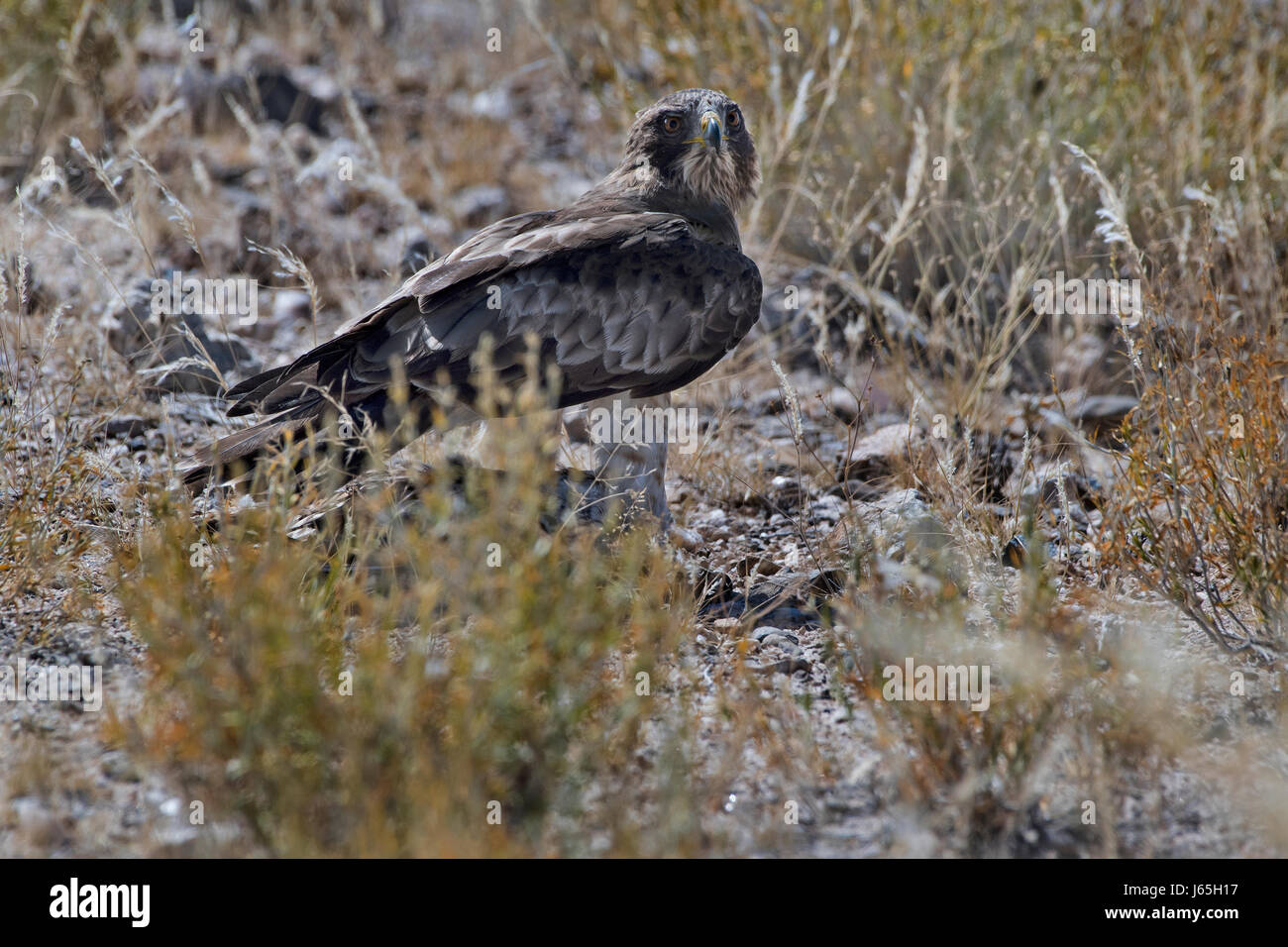 Aquila minore africana (Aquila spilogaster), African Hawk Eagle Stock ...