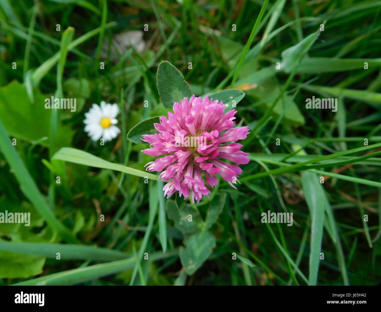Purple clover hi-res stock photography and images - Alamy