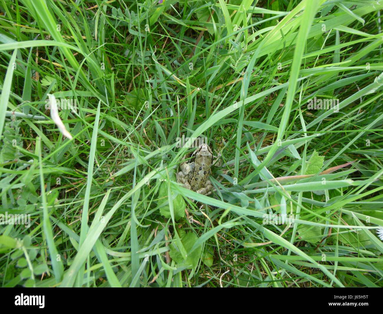 Edible frogs hi-res stock photography and images - Alamy