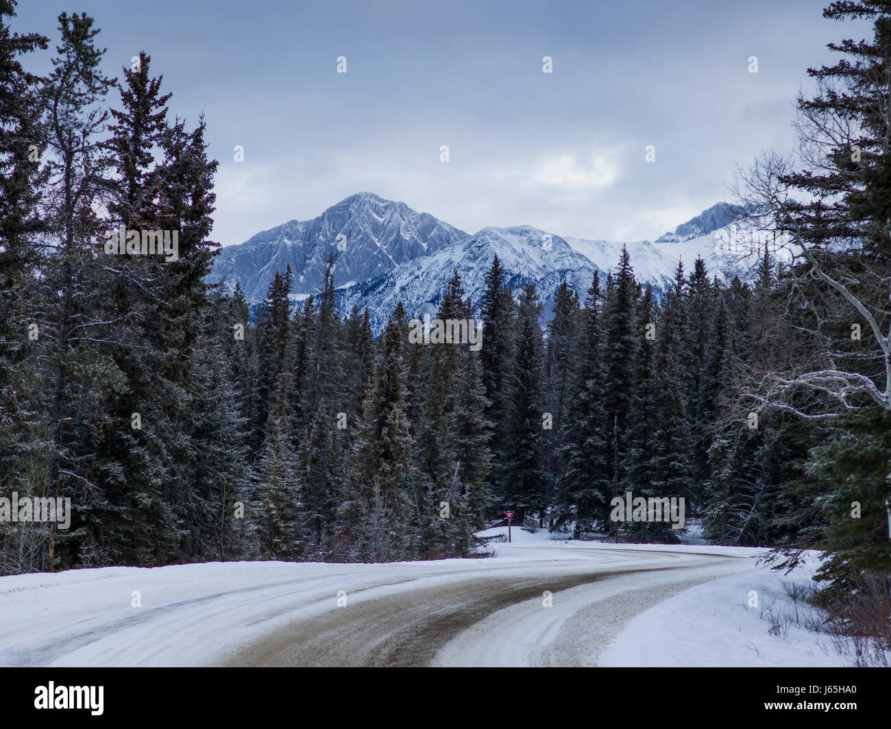 Trees with snowcapped mountain range in the background, Highway 16 ...
