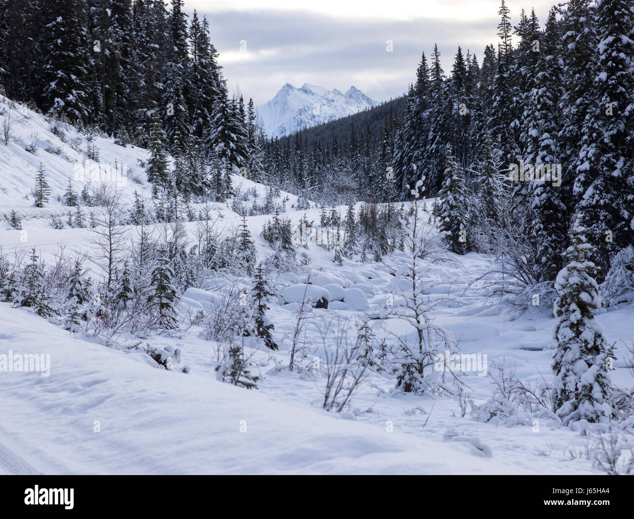 Trees on snow covered landscape, Maligne Lake, Jasper, Jasper National ...