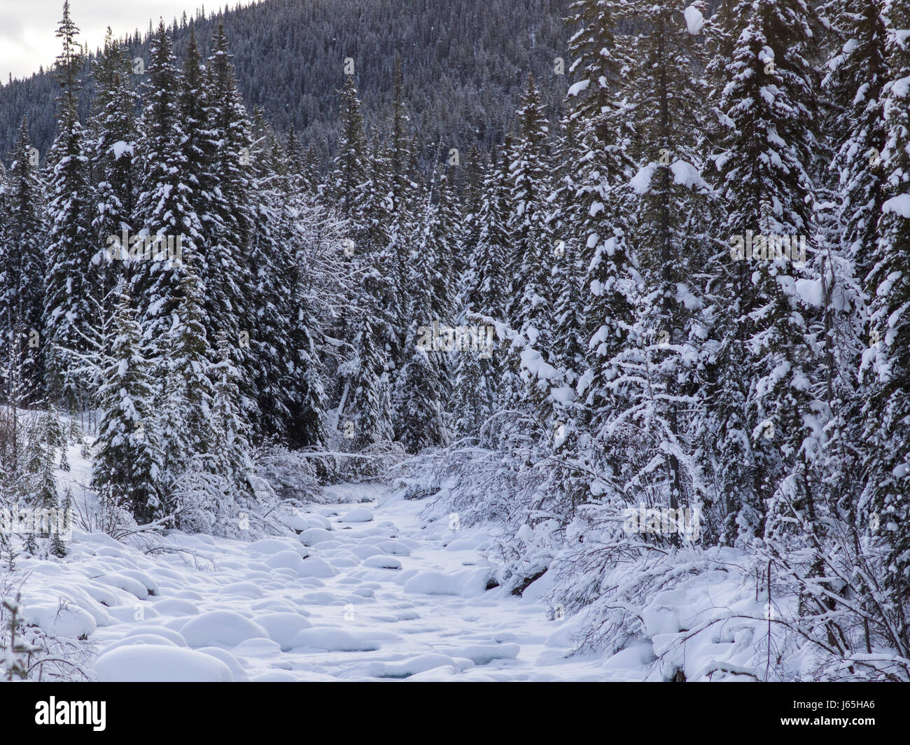 Trees on snow covered landscape, Maligne Lake, Jasper, Jasper National ...