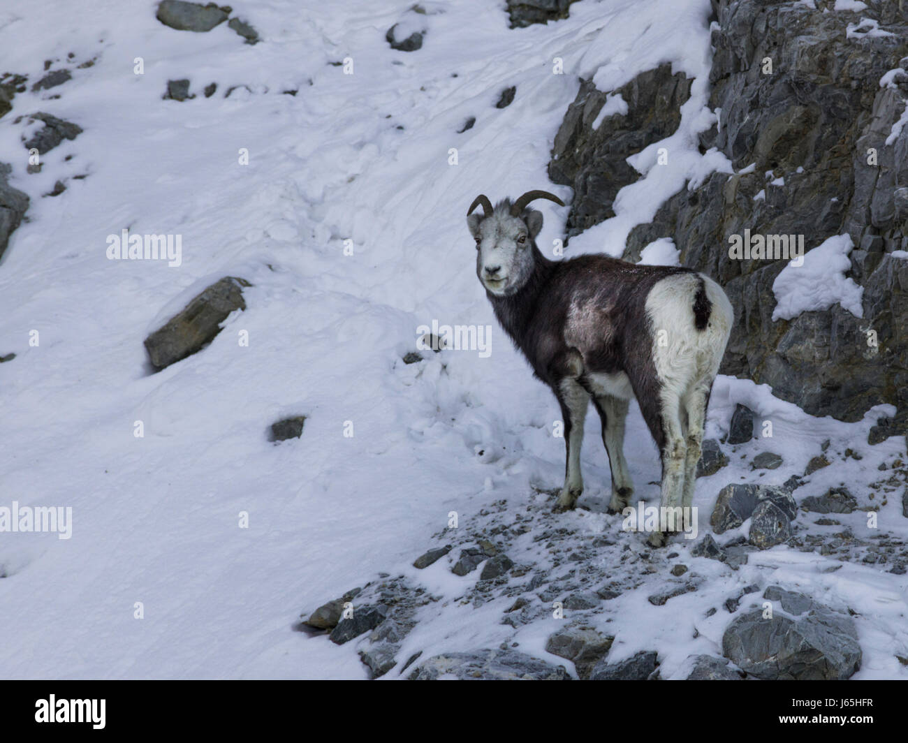 Argali (Ovis ammon) sheep standing on rock, Alaska Highway, Northern ...
