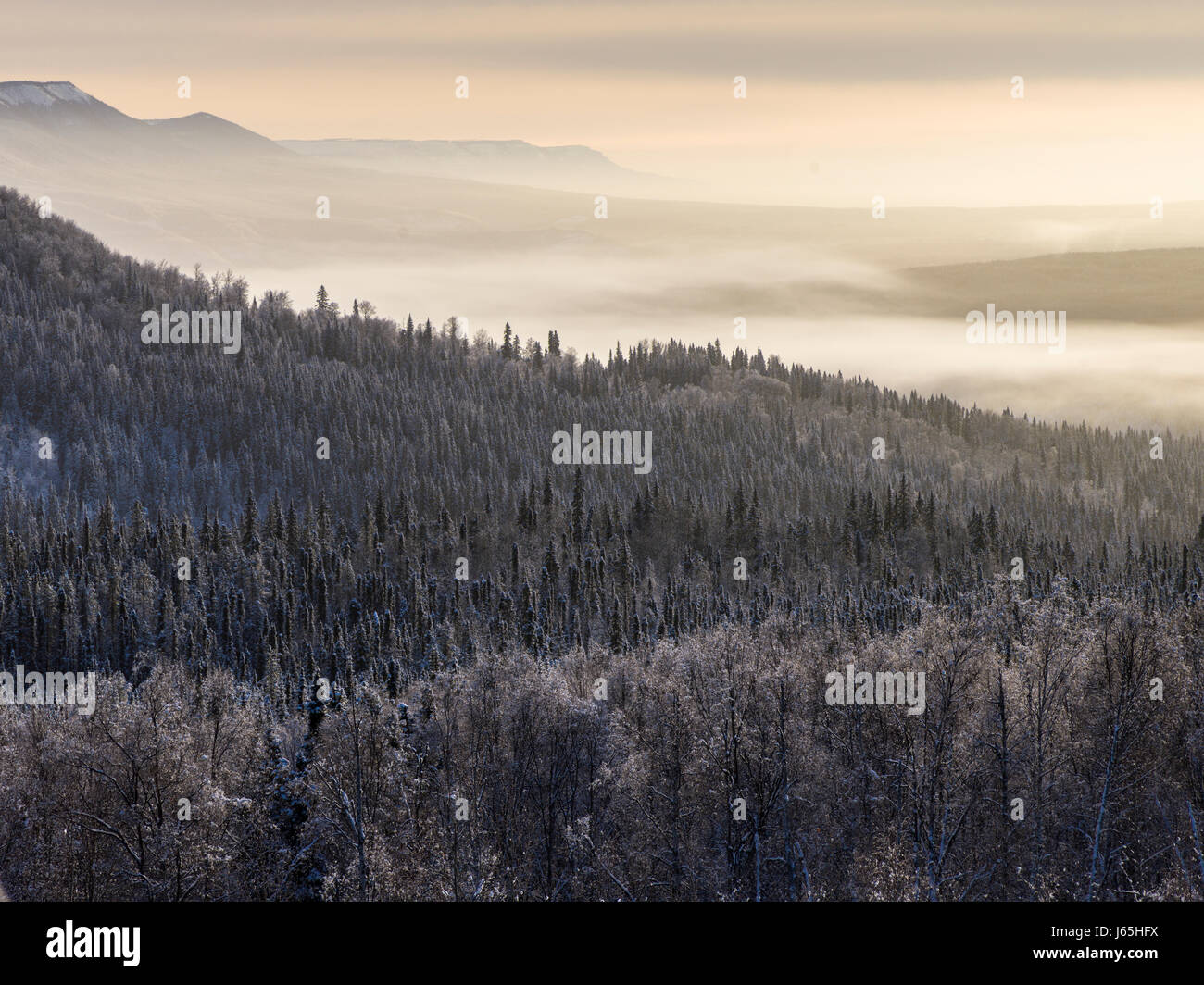 Elevated view of trees, Alaska Highway, Northern Rockies Regional ...