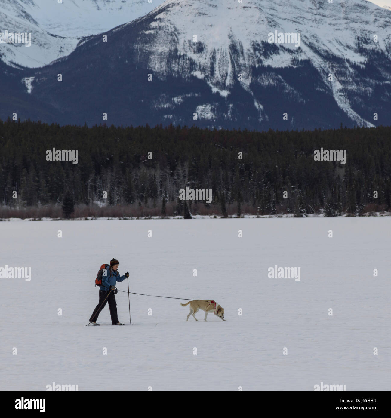 Dog pyramid hi-res stock photography and images - Alamy