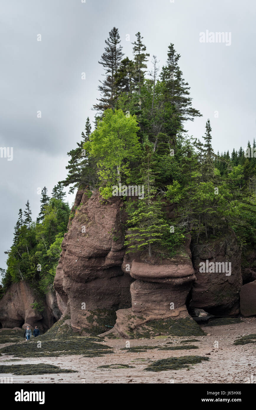 Trees at Hopewell Rocks, Bay of Fundy, New Brunswick, Canada Stock ...