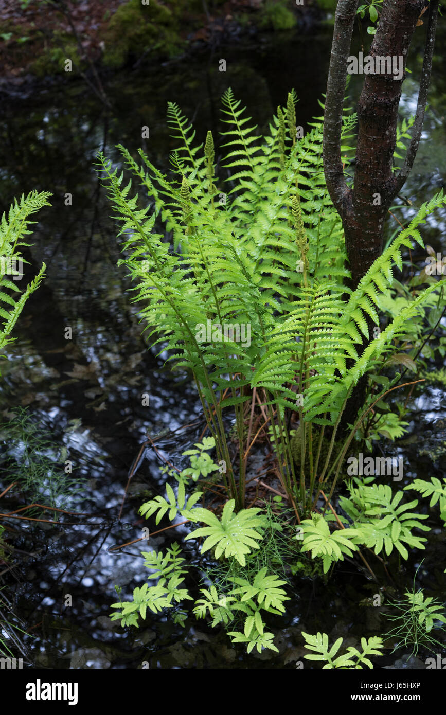 Ferns growing on pond in forest, Saint-Louis-de-Kent, New Brunswick ...
