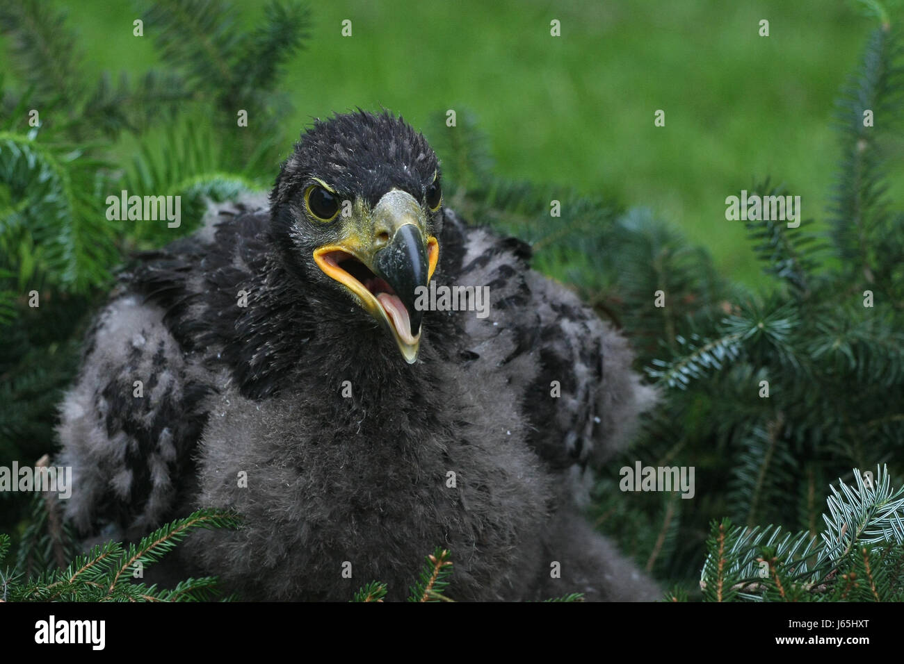 beak nest eagle chick beaks fledged young younger green beak nest eagle ...