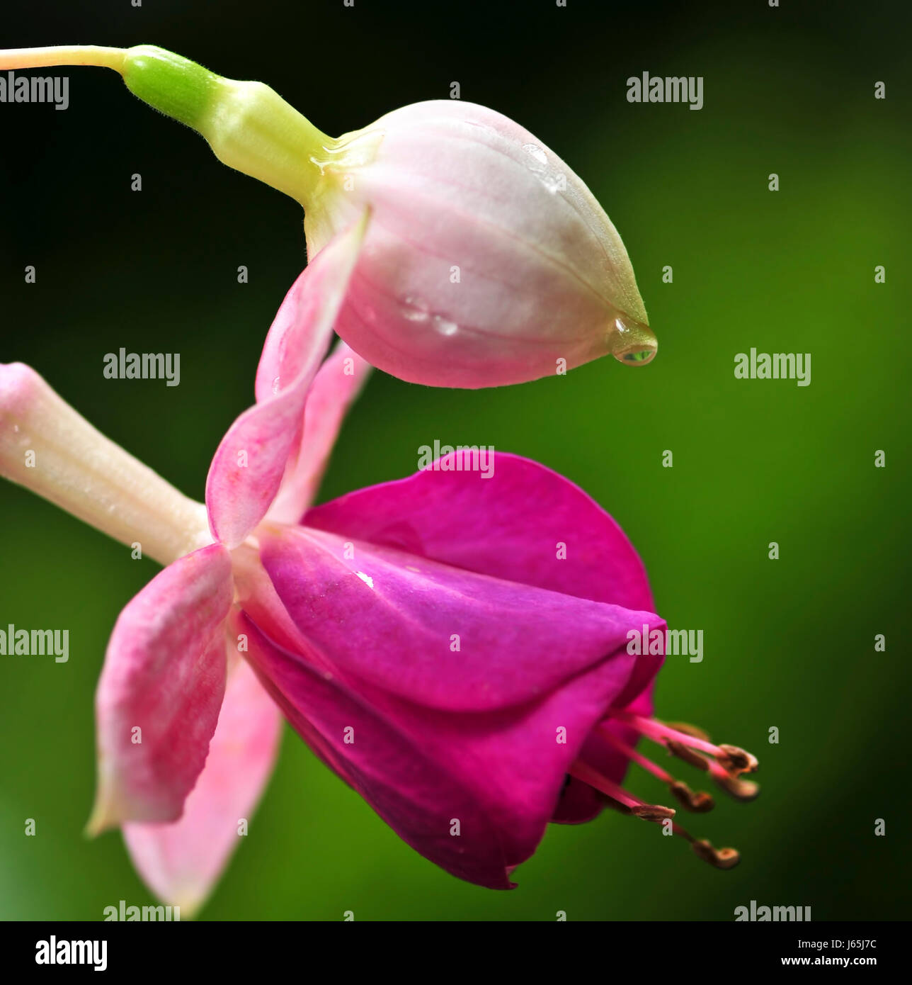 flower flowers plant purple bud dew fuchsia bloom blossom flourish ...