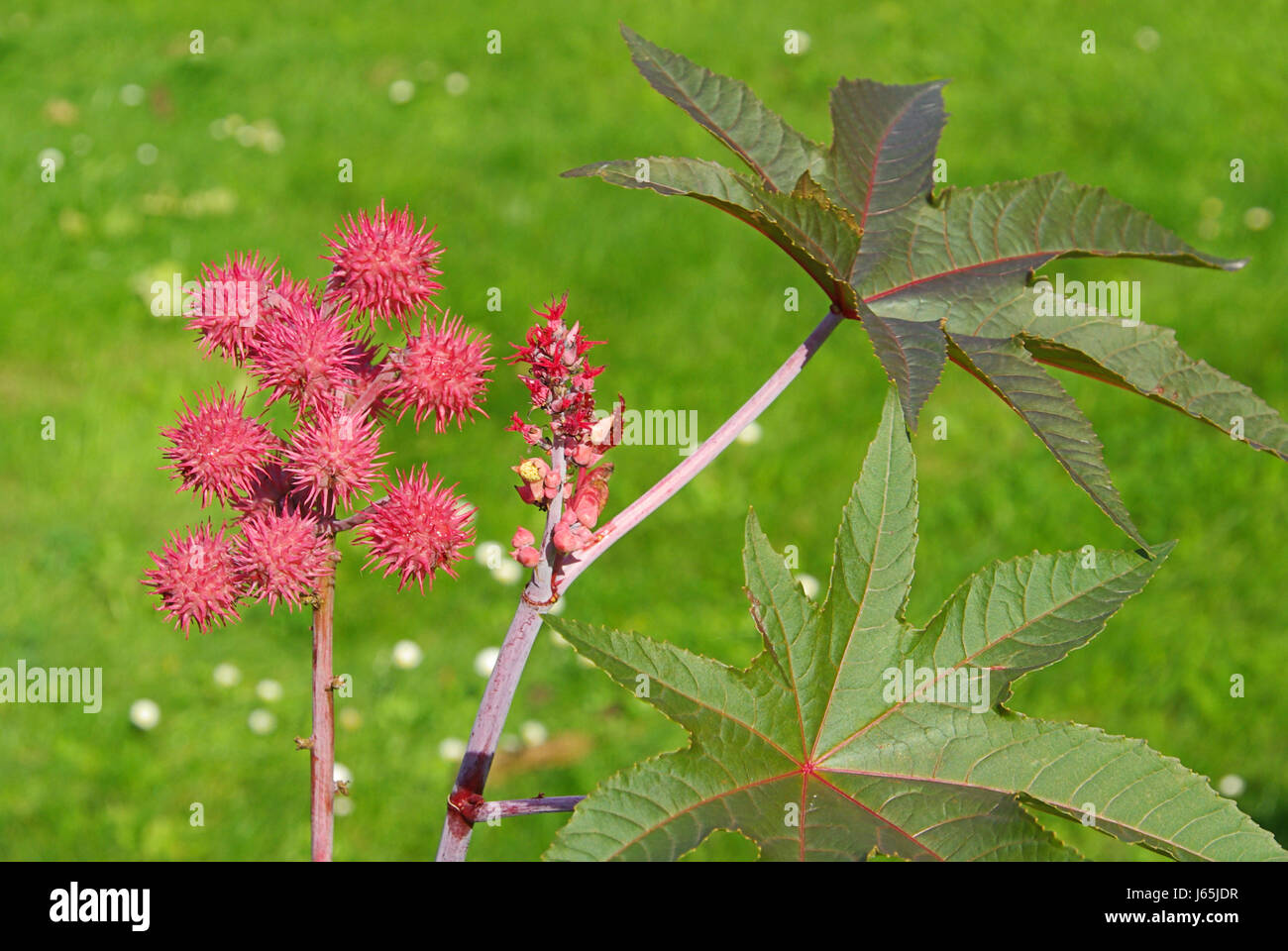 seed vessel leaf tree garden green leaves sperm palm tree sting means ...
