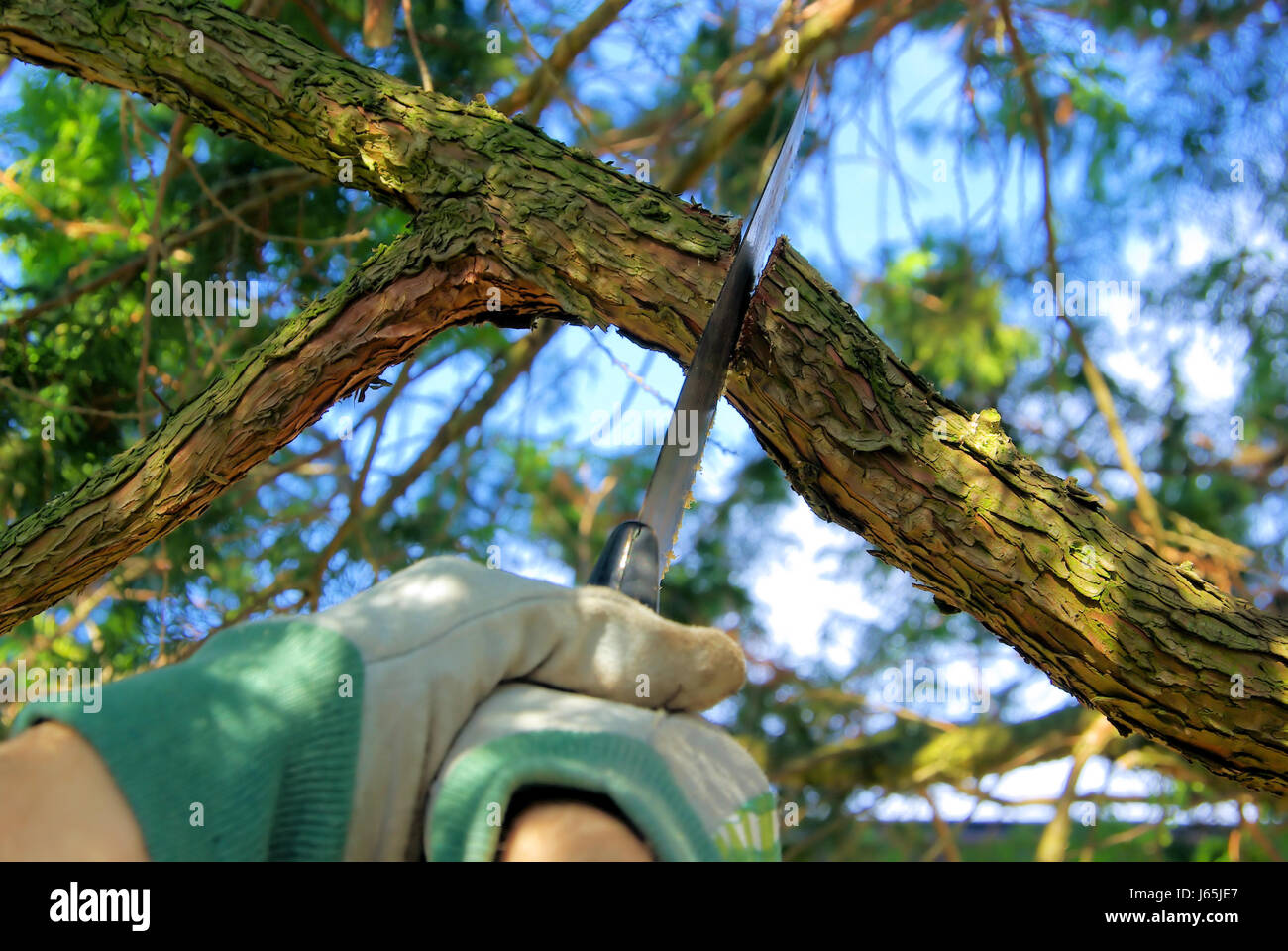 branch saw off - saw off the branch 03 Stock Photo - Alamy