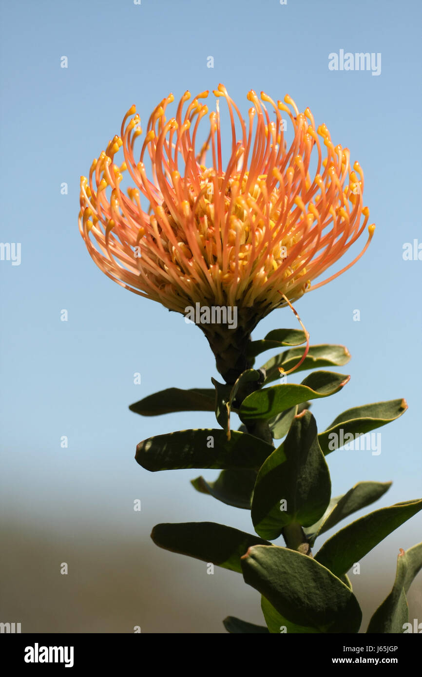 Lignotuber hi-res stock photography and images - Alamy