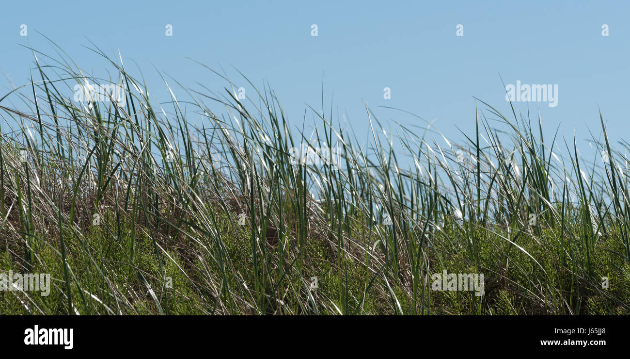 Reed grass growing against clear sky, Cavendish, Prince Edward Island ...