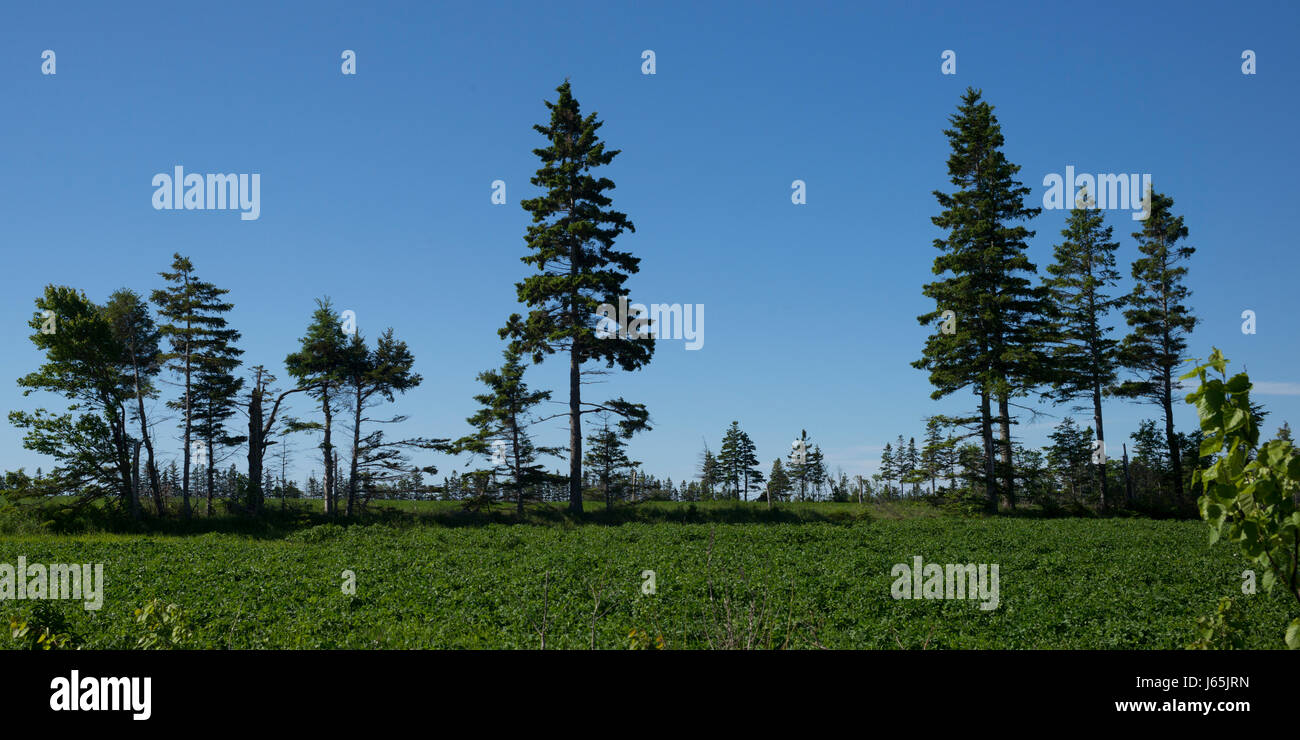 Scenic view of green trees on field, Albany, Prince Edward Island ...